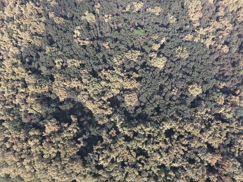The Forest Red Forest. Landscape with a Bird S Eye View Stock Photo ...