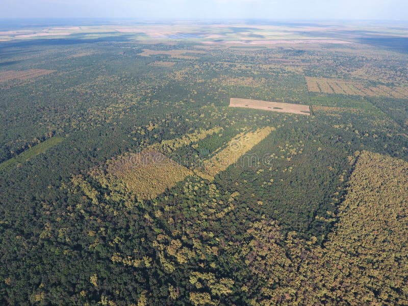 The Forest Red Forest. Landscape with a Bird S Eye View Stock Image ...