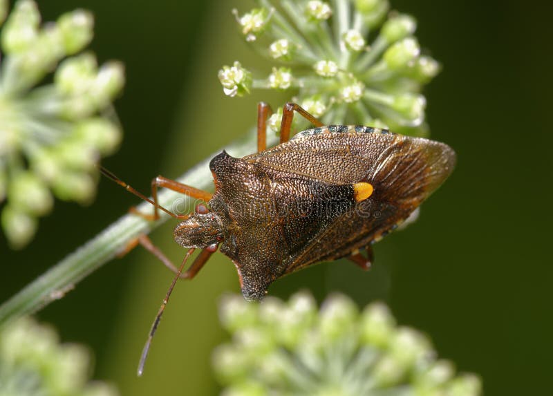 Red-legged Shieldbug Aka Forest Bug Pentatoma Rufipes Stock Image ...