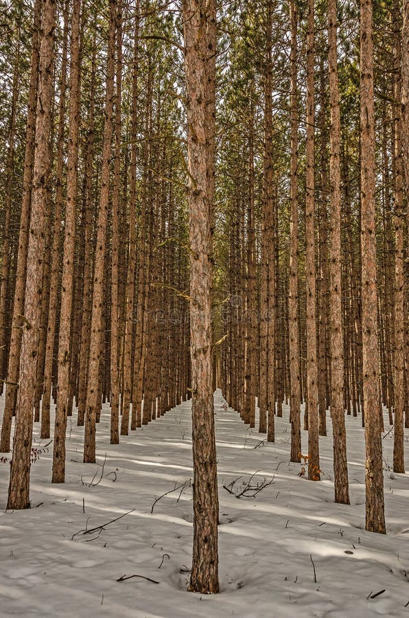 Forest of Red Pine Trees stock photo. Image of snow - 150187102