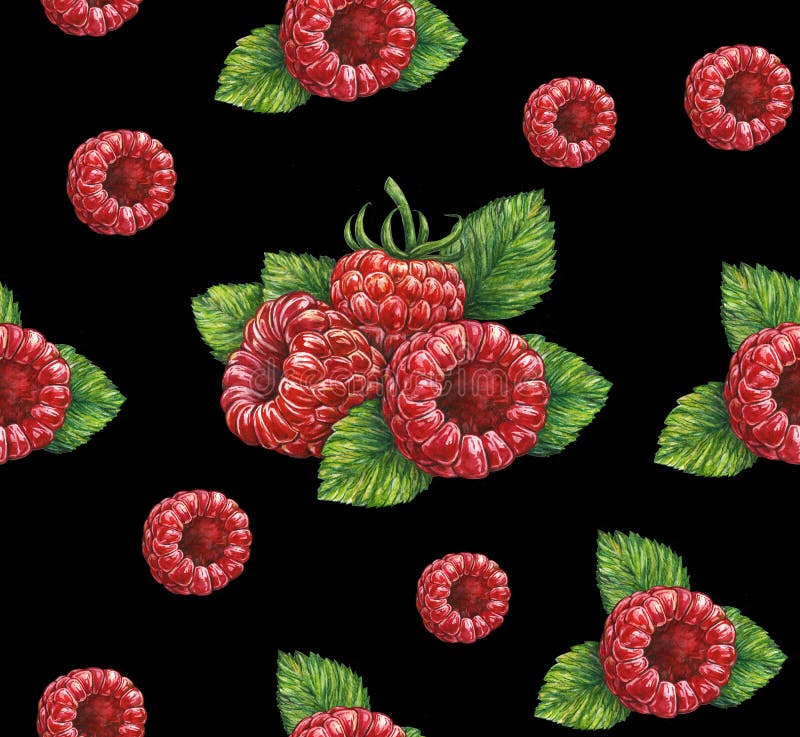 Forest Raspberry on White Background. Stock Illustration - Illustration ...