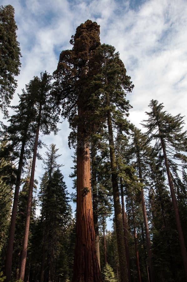 Forest of the Washington State Stock Image - Image of wild, ecosystem ...
