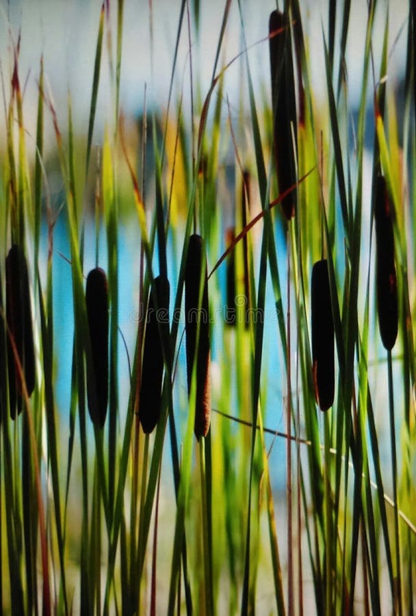 Through the Forest of the Reeds Stock Photo - Image of blue, ocean ...