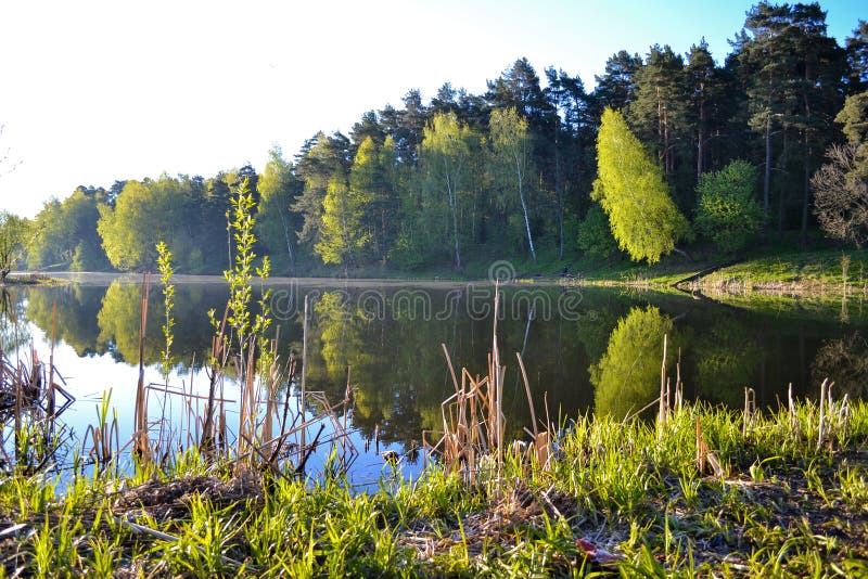 The Forest is Reflected in the Calm Blue Water of the Forest Lake ...