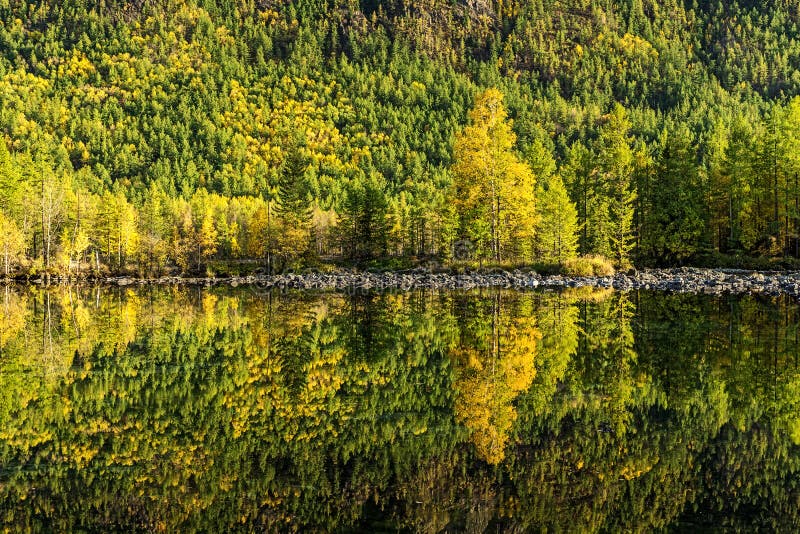 Forest Reflected in the Perfectly Smooth Water Stock Image - Image of ...