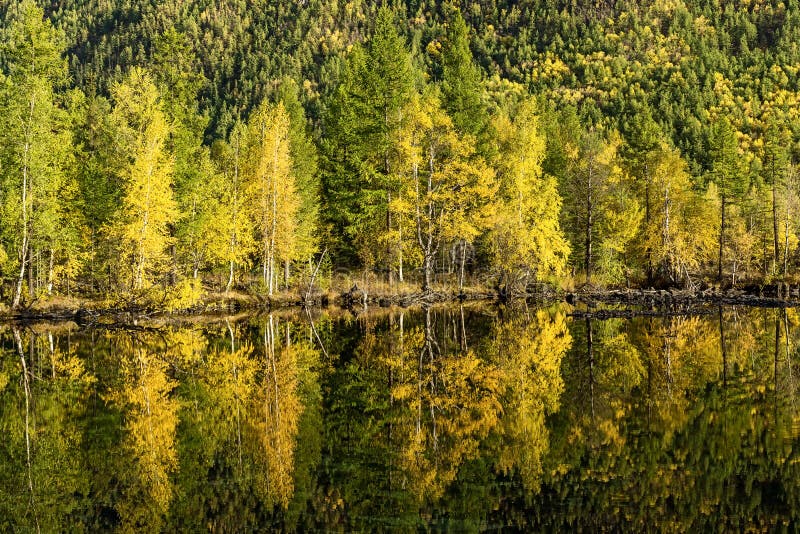 Forest Reflected in the Perfectly Smooth Water Stock Image - Image of ...