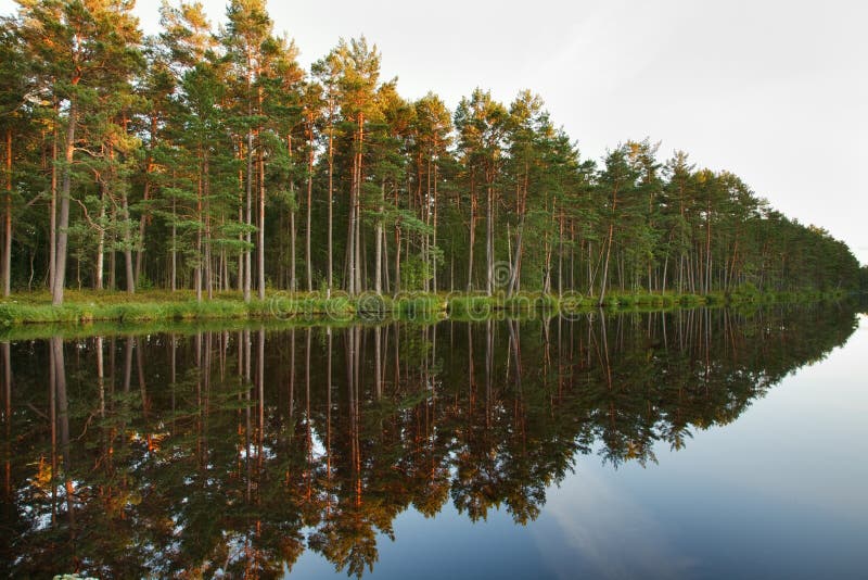 Forest reflecting in water stock image. Image of scenery - 11209643