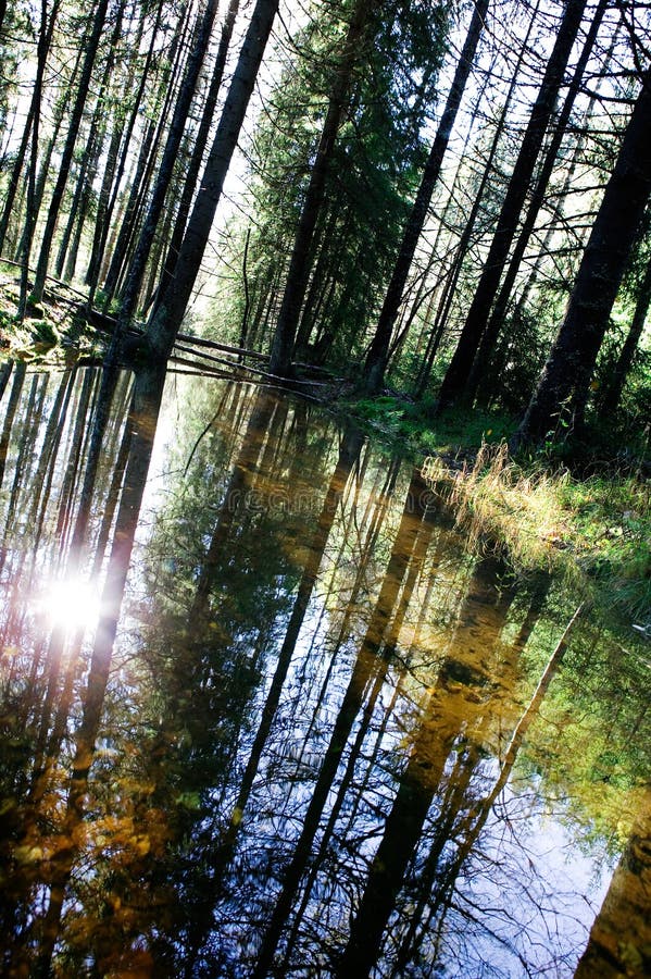 Forest Reflection stock image. Image of background, reflect - 2785995