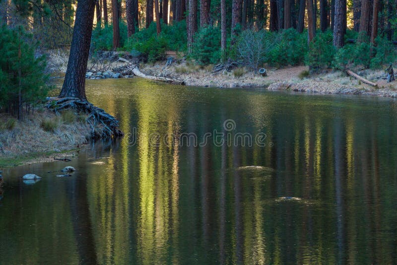 Forest Reflection stock photo. Image of trees, pine, shine - 50825936