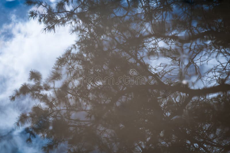 Forest reflection stock image. Image of canopy, forest - 76473705