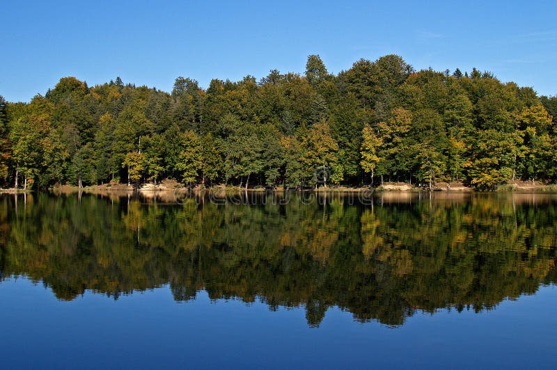 Forest reflection in lake stock photo. Image of reflecting - 3419540