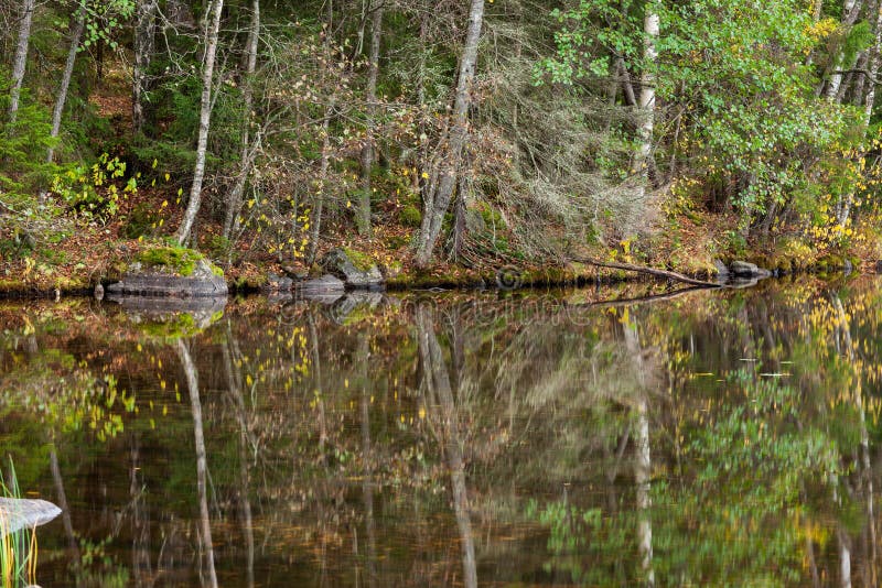 Forest Reflection in Lake Surface Stock Image - Image of still ...
