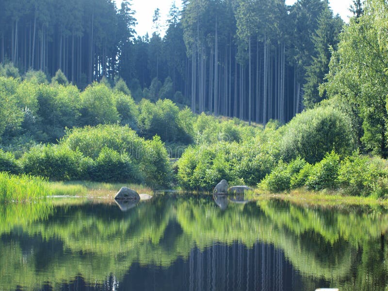 Forest Reflection in a Pond Stock Photo - Image of level, trees: 29687332