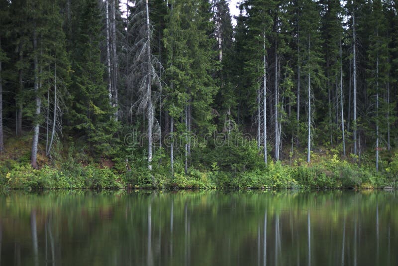 Forest reflection in pond stock image. Image of view - 76848183
