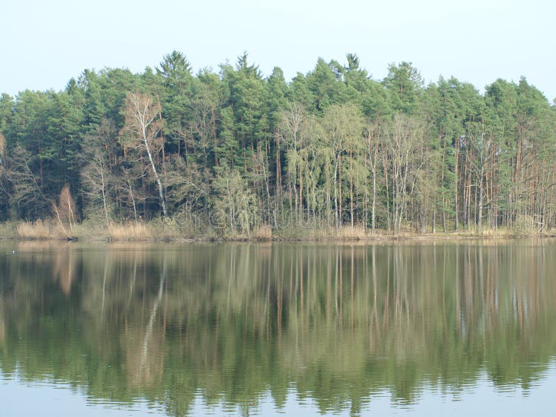 Forest Reflection in a Pond Stock Photo - Image of level, trees: 29687332