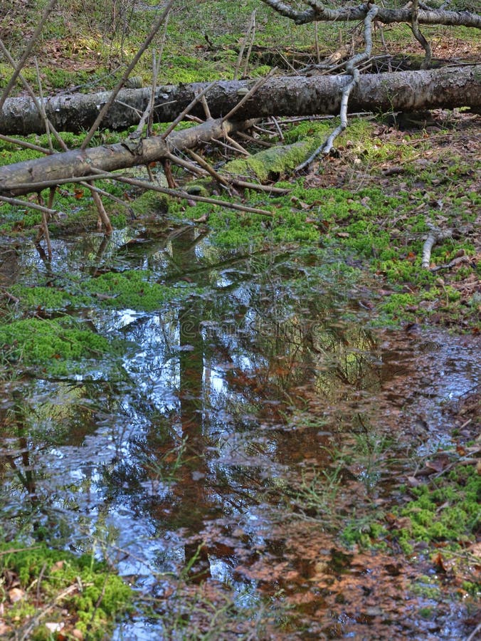 Forest Reflection in Swamp Water Stock Photo - Image of water ...
