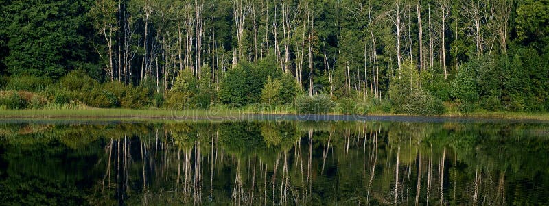 Forest reflection water stock photo. Image of pool, scene - 58310426