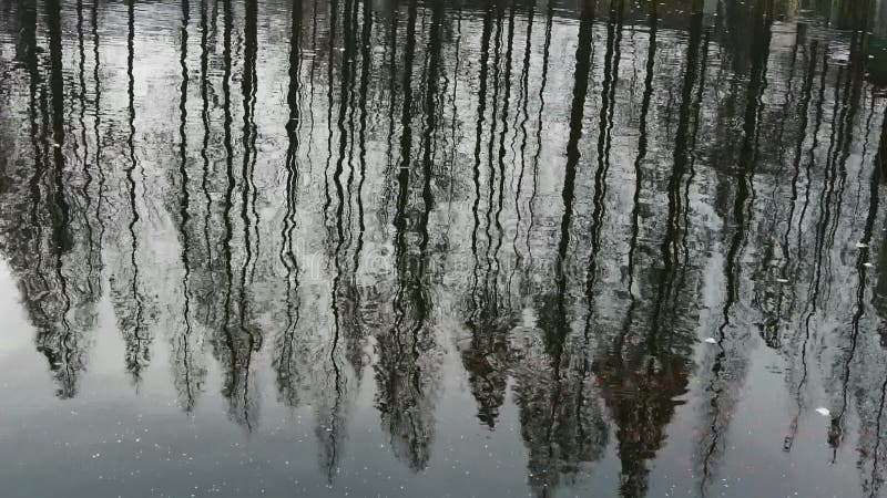 Forest Reflection in Water,Sparkling Ripple,snow. Stock Video - Video ...
