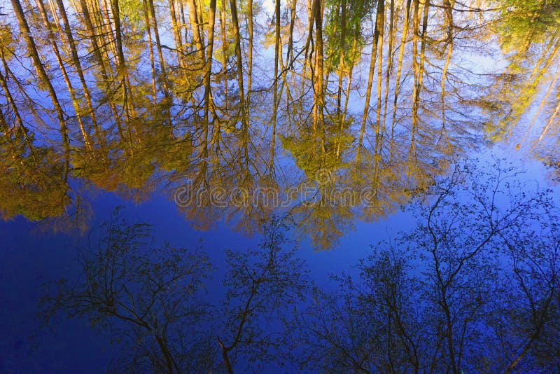Forest Reflection in Water Surface. Spring Evening Warm Weather. Stock ...