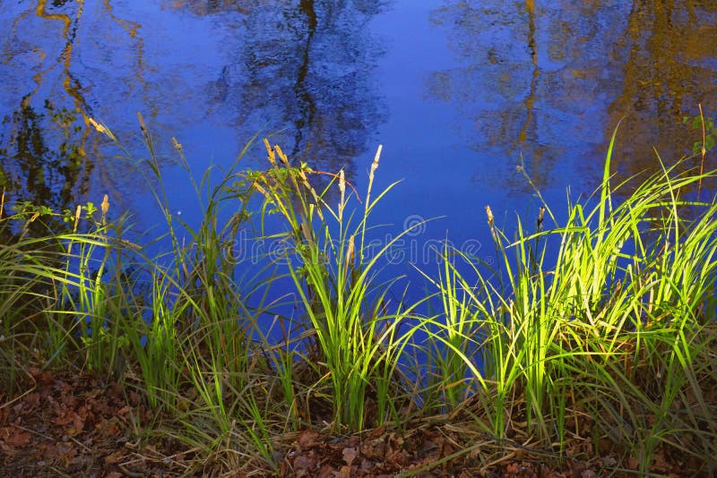 Forest Reflection in Water Surface. Spring Evening Warm Weather. Stock ...