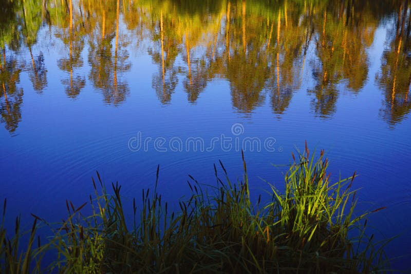 Forest Reflection in Water Surface. Spring Evening Warm Weather. Stock ...