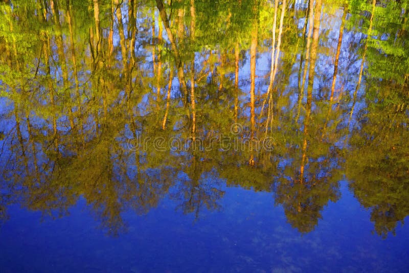 Forest Reflection in Water Surface. Spring Evening Warm Weather. Stock ...