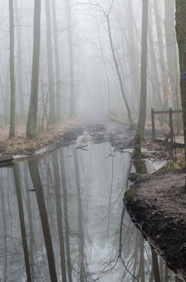 Forest reflection in water stock image. Image of puddle - 52131043