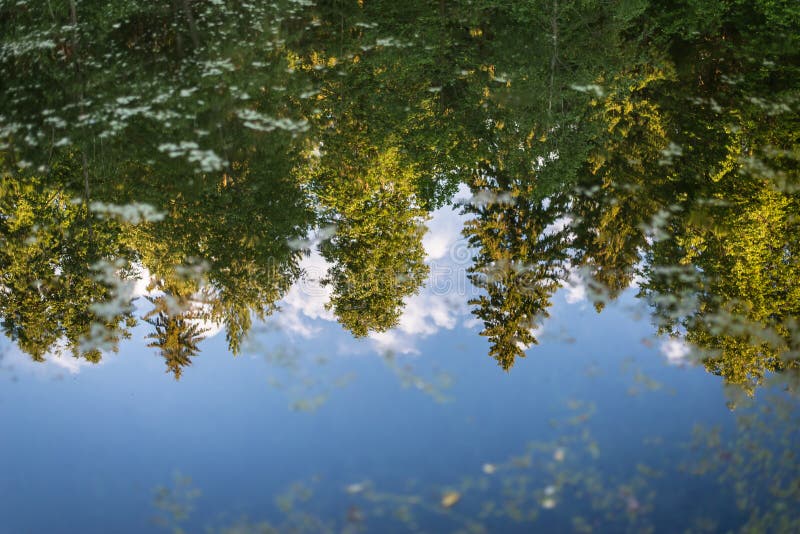 Forest reflection in water stock image. Image of trees - 73023345