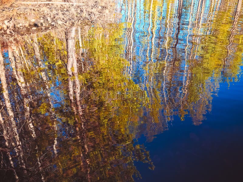 Forest reflection in water stock photo. Image of reflection - 189071538