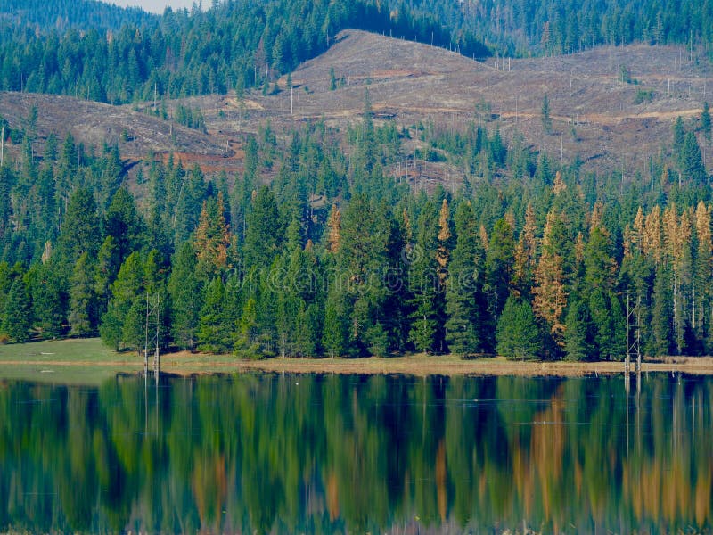 Forest Reflections stock photo. Image of serene, scene - 99259178