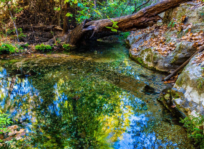 Forest Reflections on Gorman Springs, Colorado Bend, State Park Stock ...