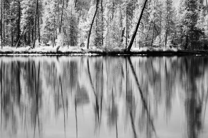 Trees Reflected in Water stock image. Image of wood, white - 14688903