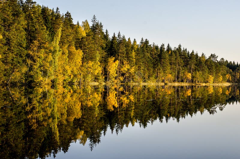 Forest Reflections stock photo. Image of scenic, still - 100724198