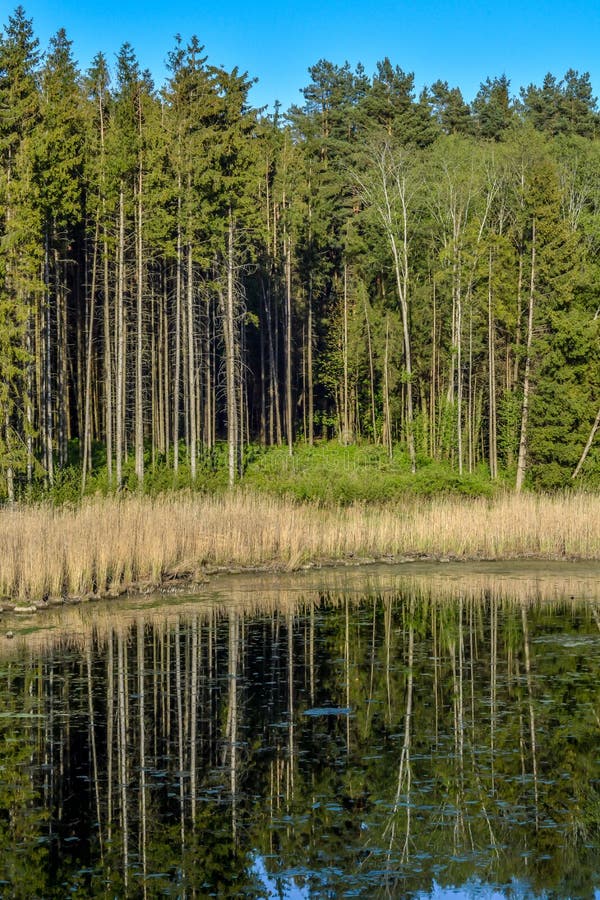 Forest reflections stock image. Image of nature, lake - 61506083