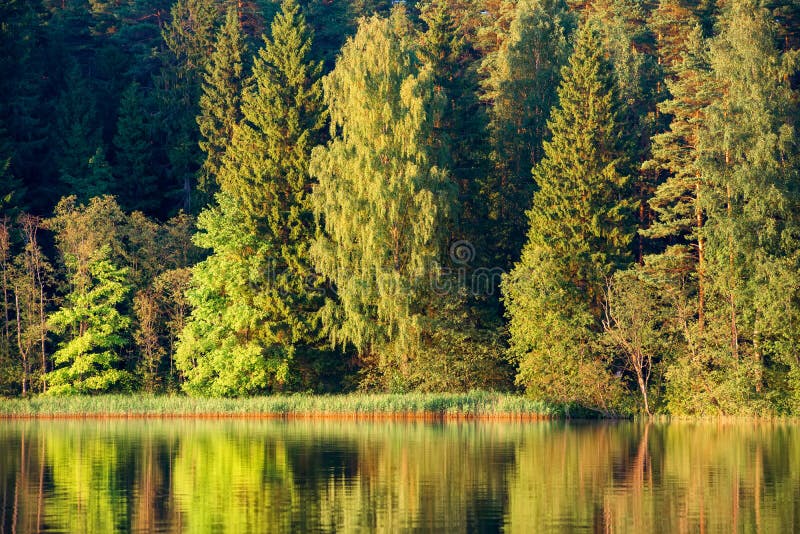 Forest Reflects in the Calm Water Stock Photo - Image of range, golden ...