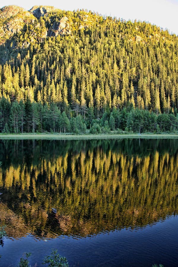 Forest Reflects in the Lake, Norway, Scandinavia Stock Photo - Image of ...