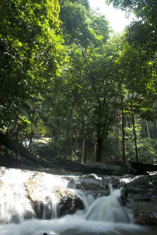 Forest stock photo. Image of hill, peace, countryside - 36785684