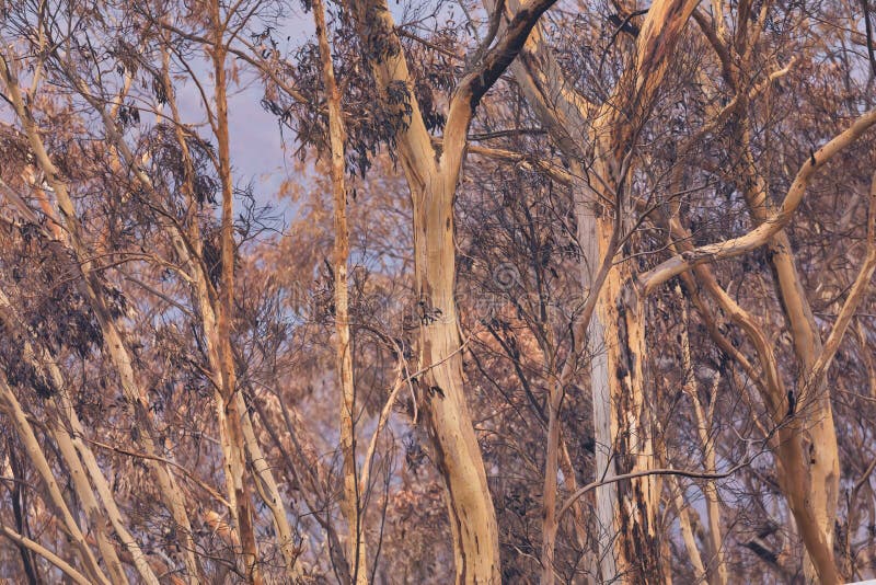 A Forest Regenerating after Bushfire in the Blue Mountains in Australia ...