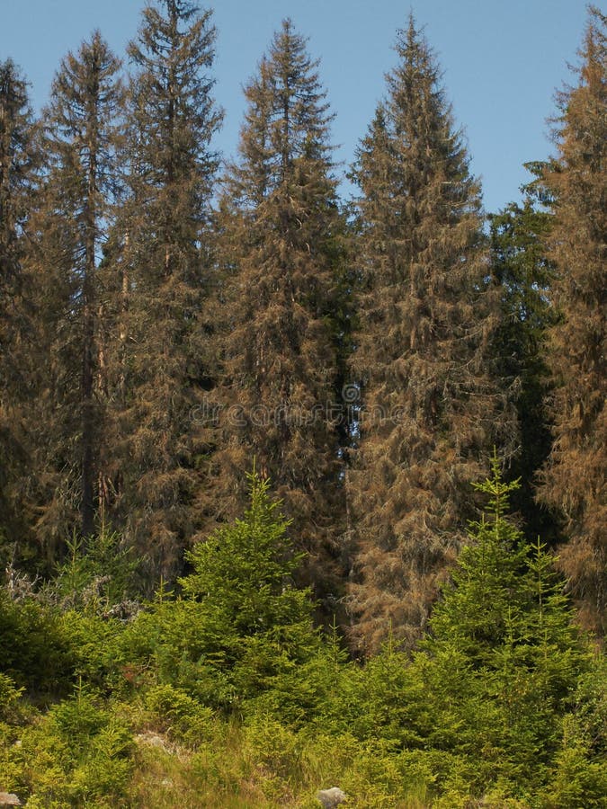 Forest regeneration stock photo. Image of nature, regeneration - 38514668