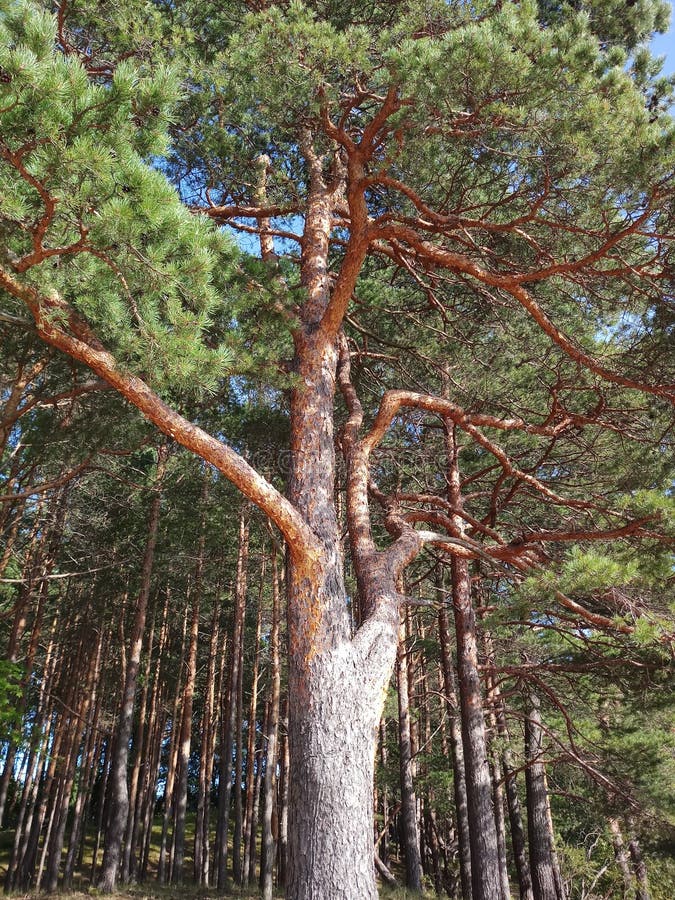 Forest,Relax,Baltic Sea stock photo. Image of tree, nature - 185916474