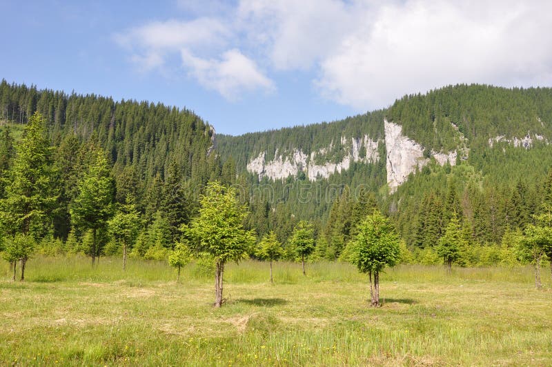 Forest reservation stock photo. Image of paths, forest - 62902118