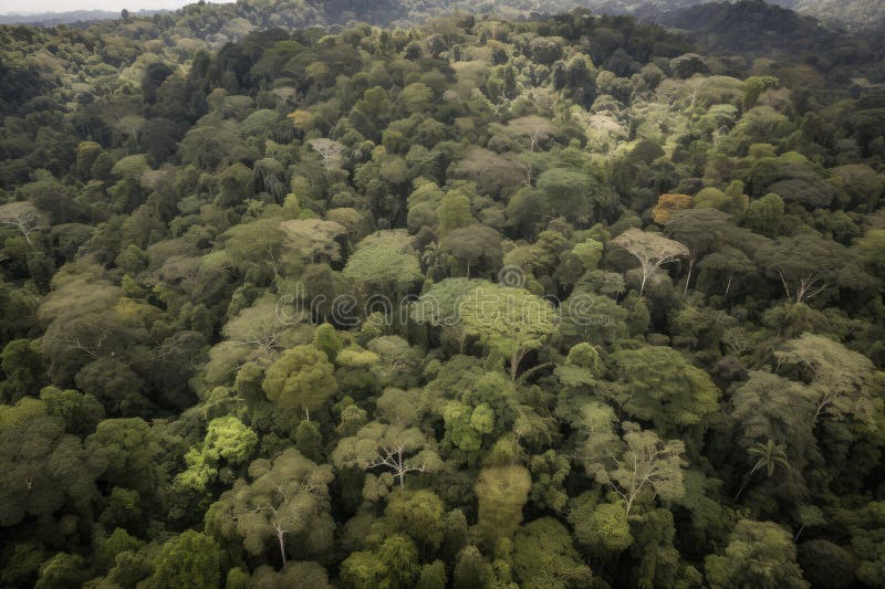 View Tree Canopy Stock Illustrations – 3,635 View Tree Canopy Stock ...