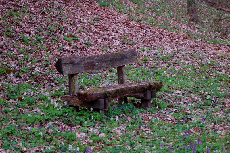 Forest Rest with Wooden Bench. Editorial Photography - Image of girl ...