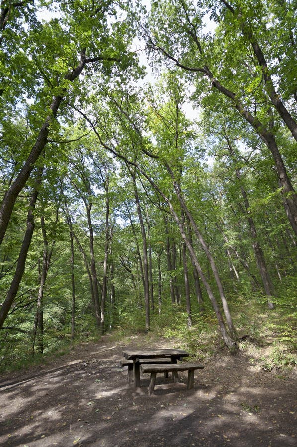 Forest Resting Area with Table Stock Photo - Image of mountain, green ...