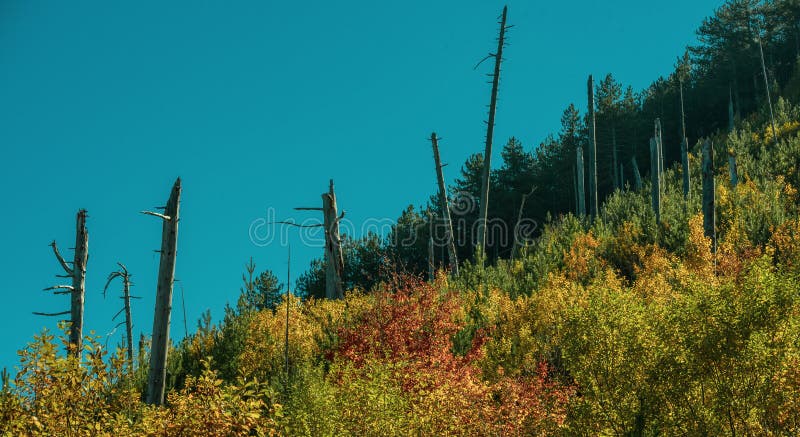 Forest Restoration after a Fire, Burnt Tree Trunks Stock Image - Image ...