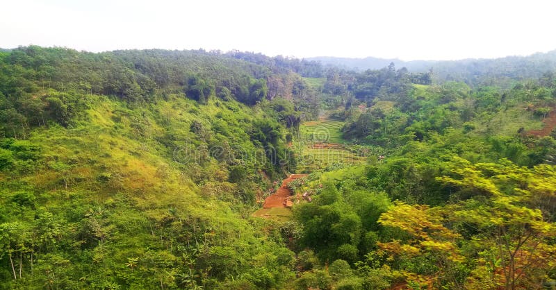 The Rain Forest and Rice Field in the Mountain in West Java, Indonesia ...