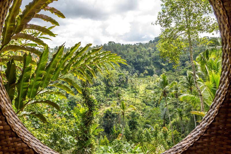 Forest and Rice Terraces in Bali Stock Photo - Image of ecology ...