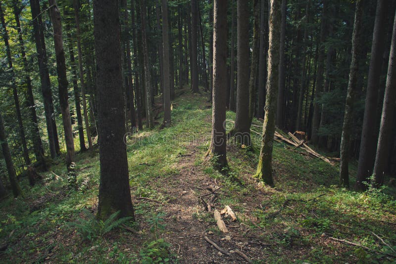 Forest ridge stock photo. Image of sunlight, wood, trees - 84137154