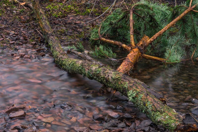Forest Rill in Spring Morning Stock Photo - Image of brooklet, wood ...