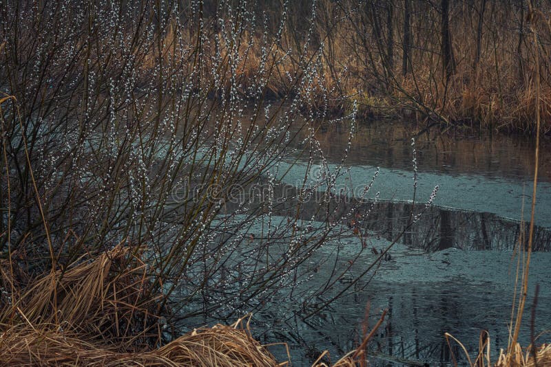 Forest Rill in Spring Morning Stock Image - Image of river, runnel ...